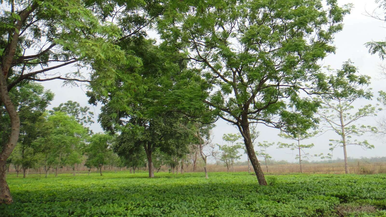 7th Sister & The Only Brother : Assam and Meghalaya, India STM